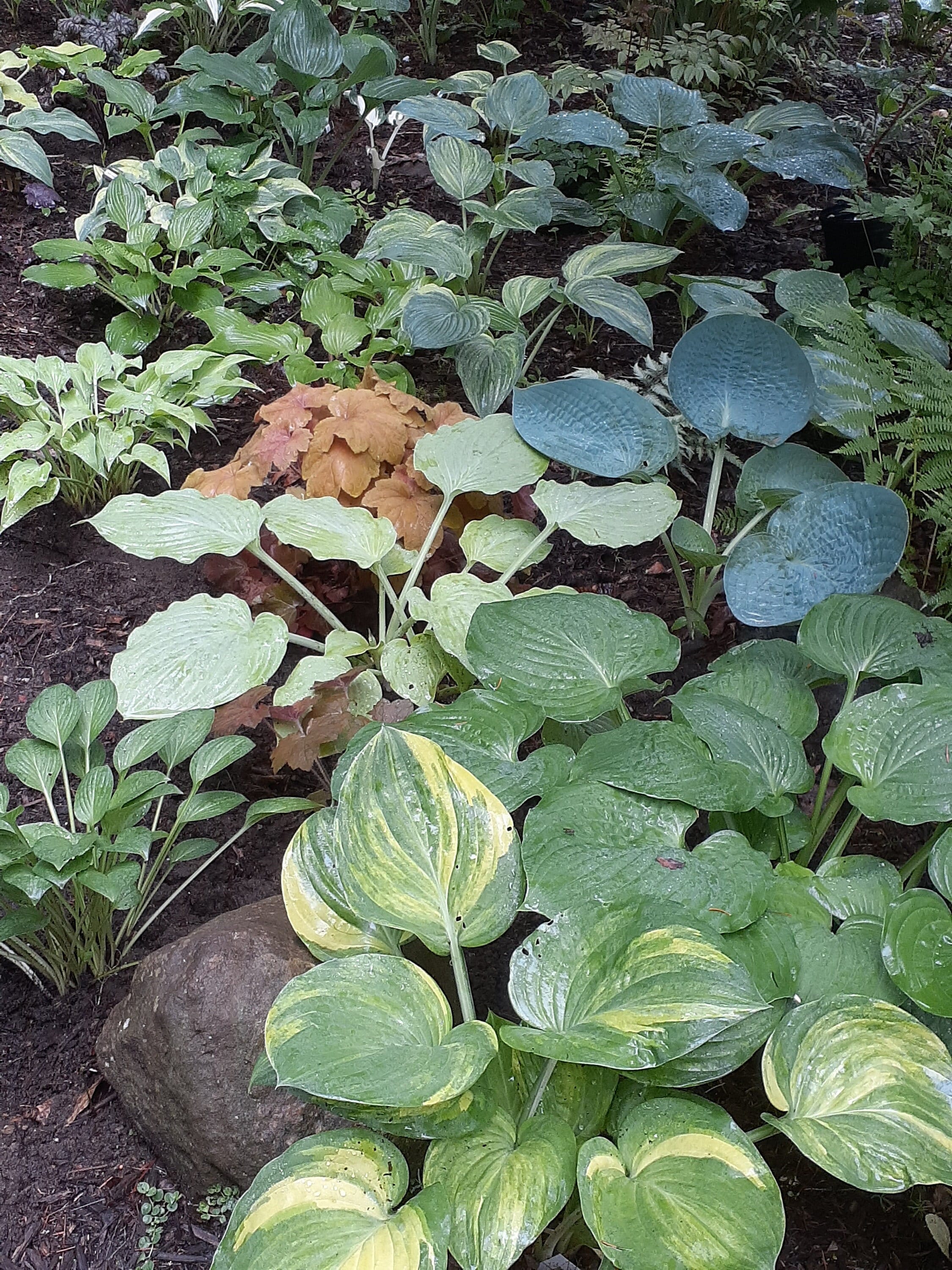 50 Hosta Seeds Mix - Etsy