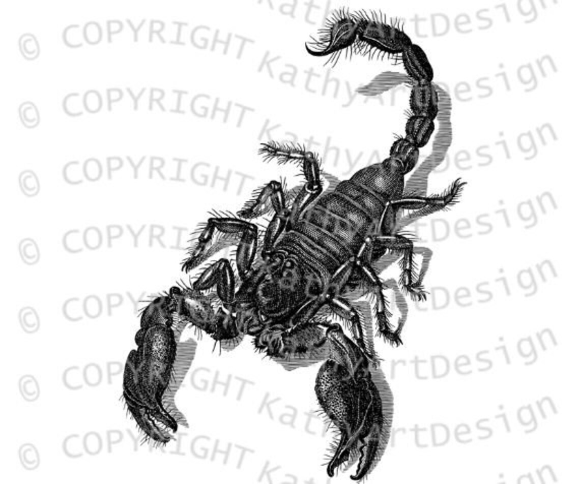 Detailed Scorpion SVG Cut File, Instant Download, Digital Art, Nature ...