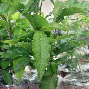 Anamu Full Plant With Roots/ Planta De Anamu Con Raiz - Etsy