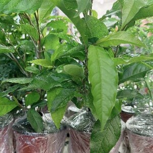 Anamu Full Plant With Roots/ Planta De Anamu Con Raiz - Etsy