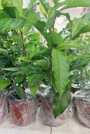 Anamu Full Plant With Roots/ Planta De Anamu Con Raiz - Etsy