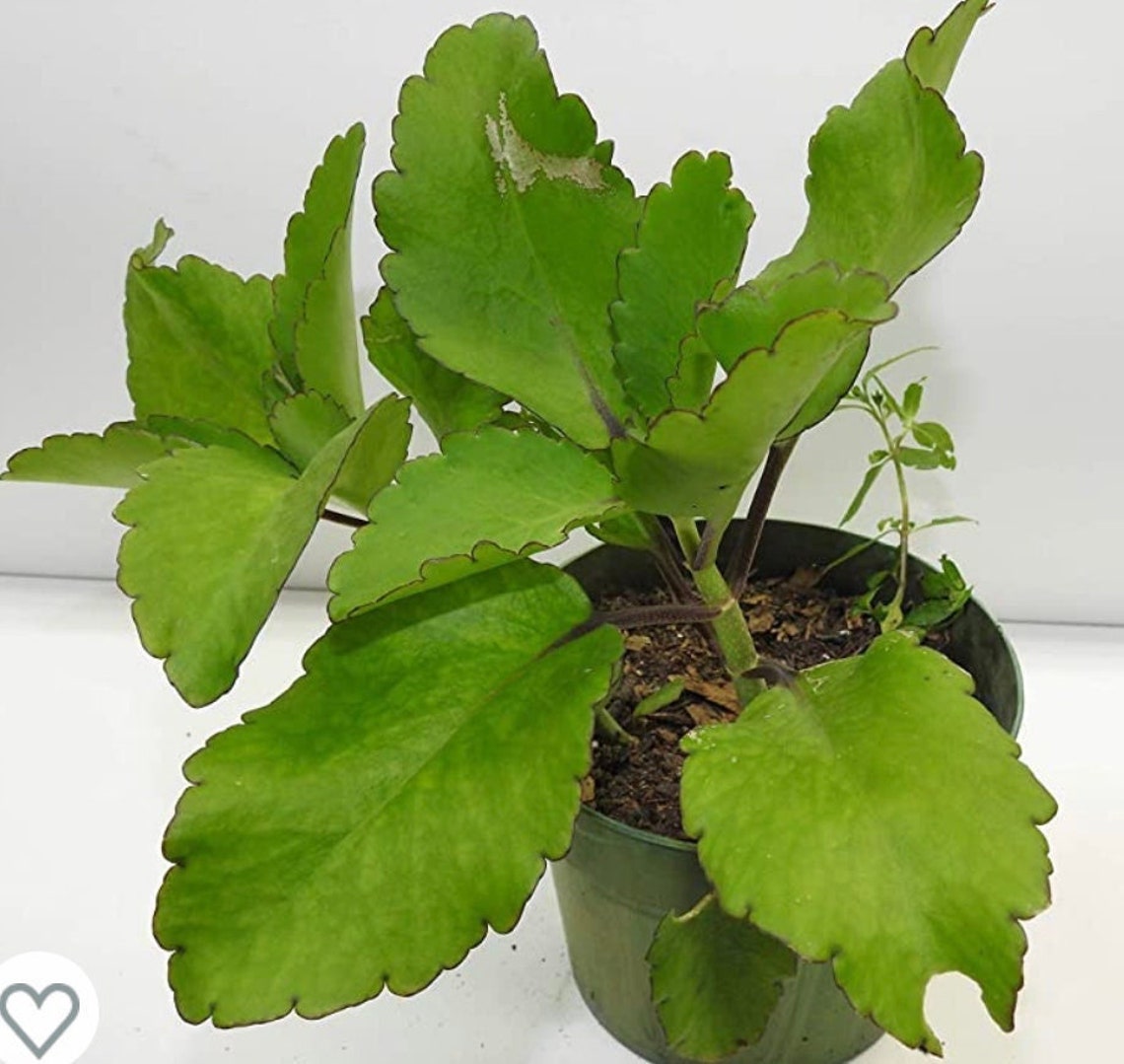 Siempre Viva Full Plant With Roots/ Prodigiosa. - Etsy