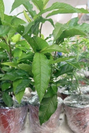 Anamu Full Plant With Roots/ Planta De Anamu Con Raiz - Etsy