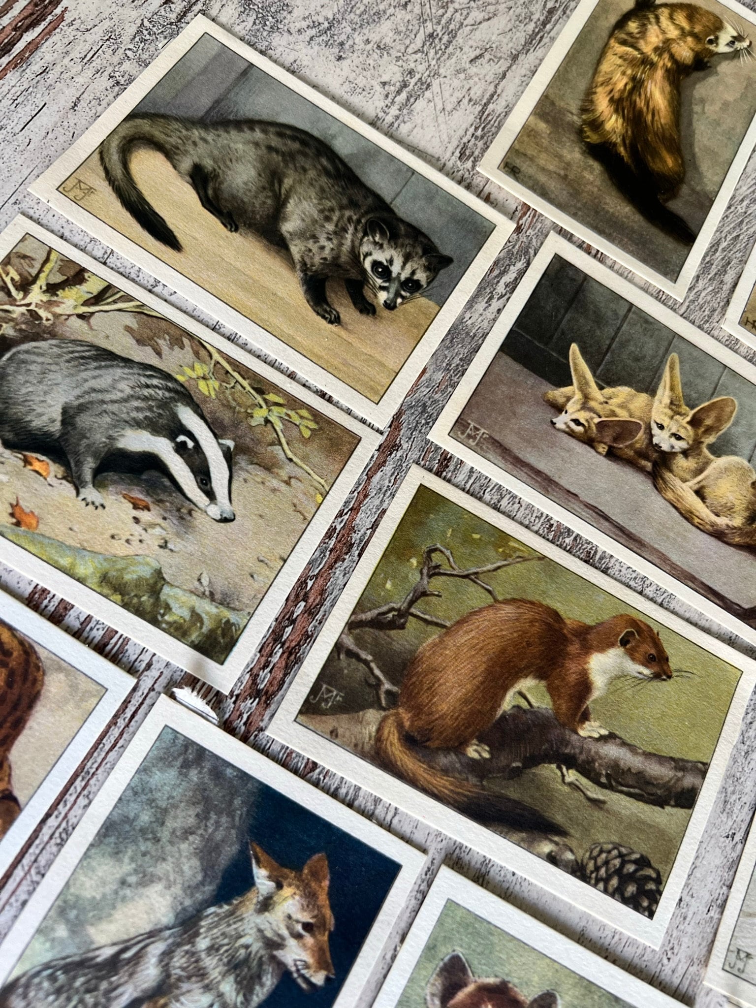 Vintage Collection Cards of Zoo Animals Pack From the - Etsy