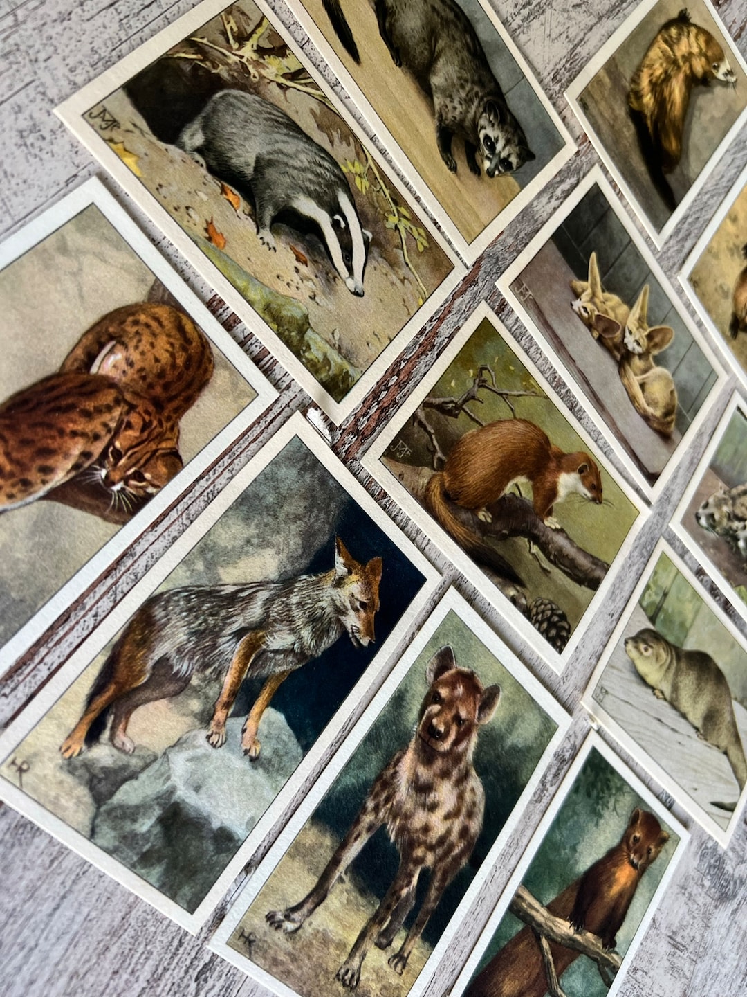 Vintage Collection Cards of Zoo Animals Pack From the - Etsy