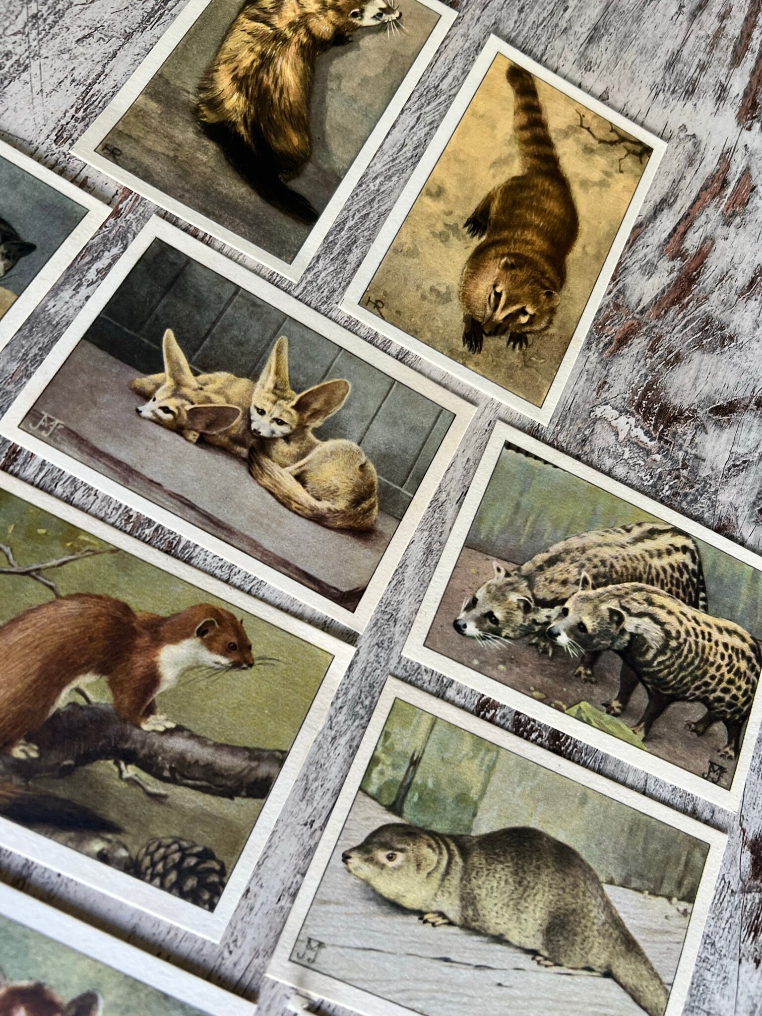 Vintage Collection Cards of Zoo Animals Pack From the - Etsy
