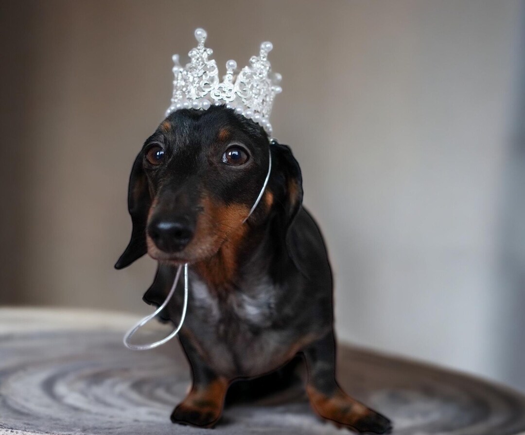 ROYAL CROWN for Little Dog Breeds, Cats and Kittens, Silver and Gold ...