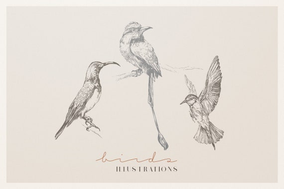 Birds Illustrations Printable Bird Print Bird Wall Art - Etsy