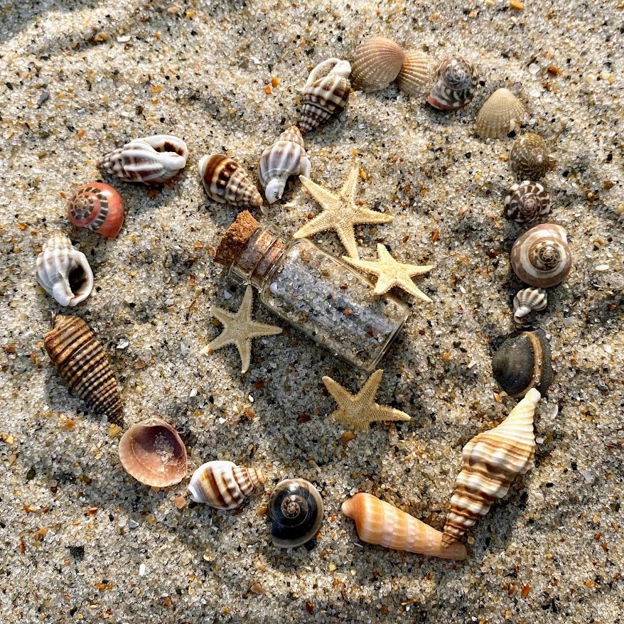 Miniatures Art & Collectibles 2 options Miniature dollhouse seashell ...