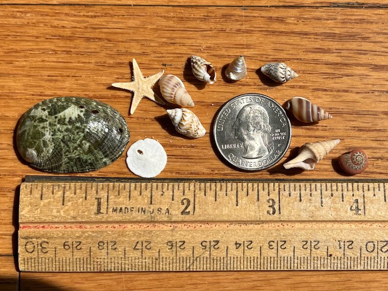 Dollhouse Miniature Beach Seashells, Starfish, and Sand Dollar in ...