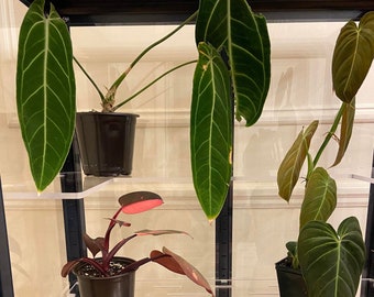 Acrylic Milsbo Wide 3/8 Shelves Ikea Greenhouse - Etsy