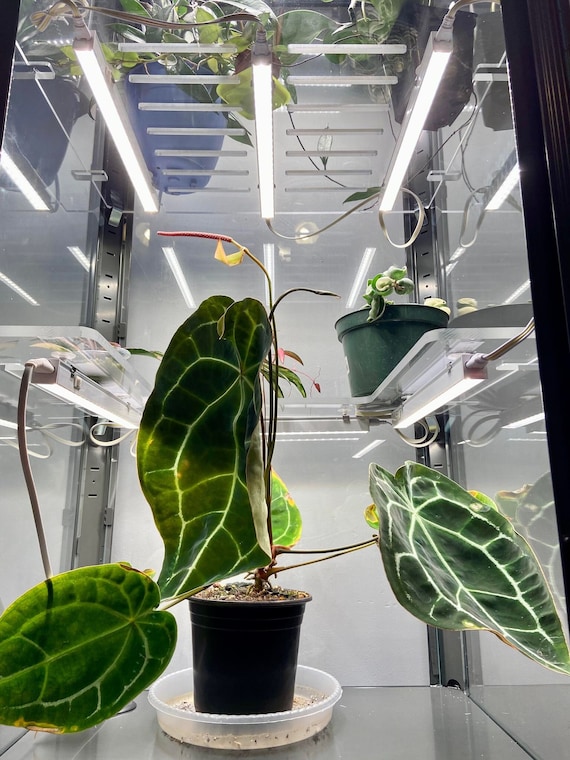 Fabrikor Tall Acrylic Shelves 3 8 Clear Ikea Greenhouse Etsy Canada