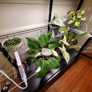 Acrylic Milsbo Wide 3/8" Shelves, Ikea Greenhouse - Etsy