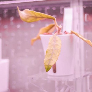 Milsbo Wide Pegboard - Ikea Greenhouse - Clear Acrylic Pegboard - for ...