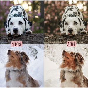 Tree Hugger (desktop and Mobile Lightroom Single Preset for Instagram ...