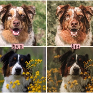 Tree Hugger (desktop and Mobile Lightroom Single Preset for Instagram ...