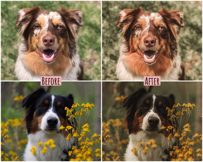 Tree Hugger (desktop and Mobile Lightroom Single Preset for Instagram ...