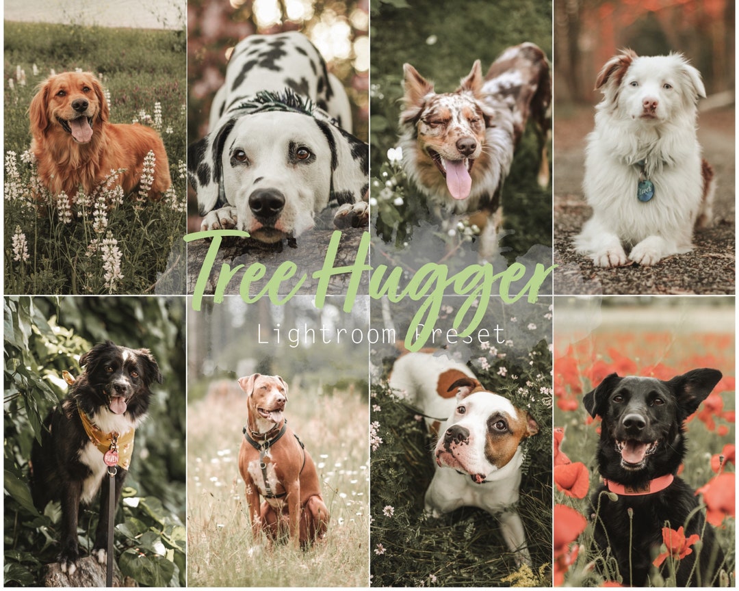 Tree Hugger (desktop and Mobile Lightroom Single Preset for Instagram ...