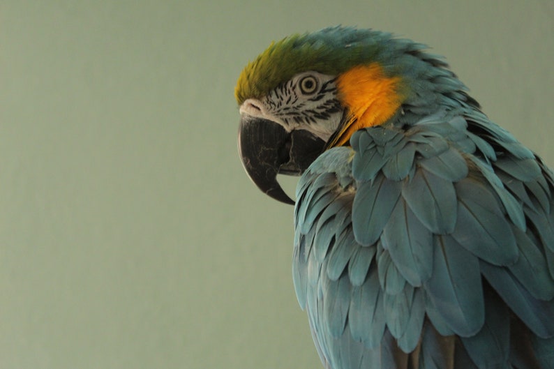 2" Genuine Blue and Gold Macaw Feathers - Etsy