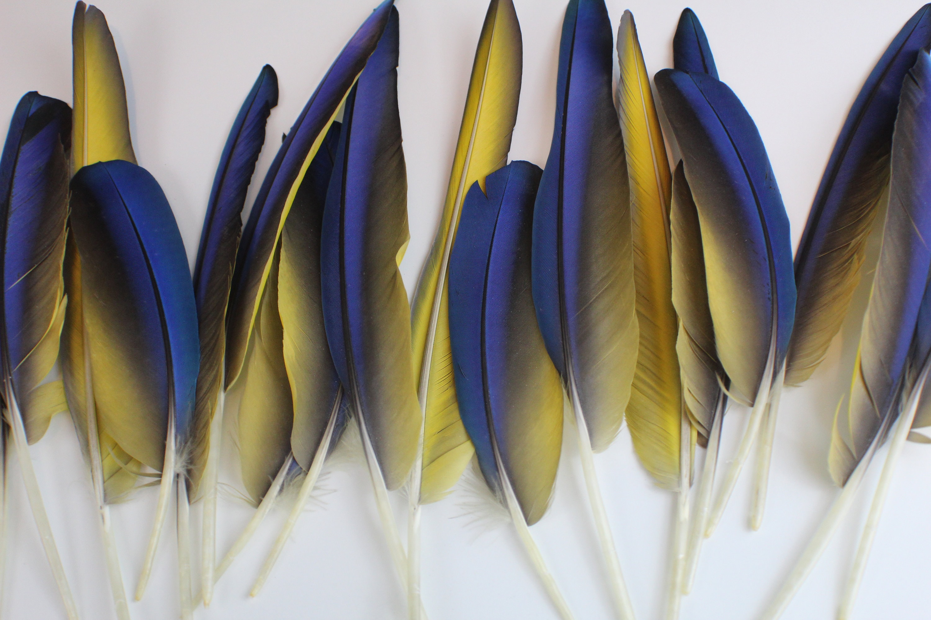 8-12 Inch Flight Feathers Genuine Blue and Gold Macaw - Etsy