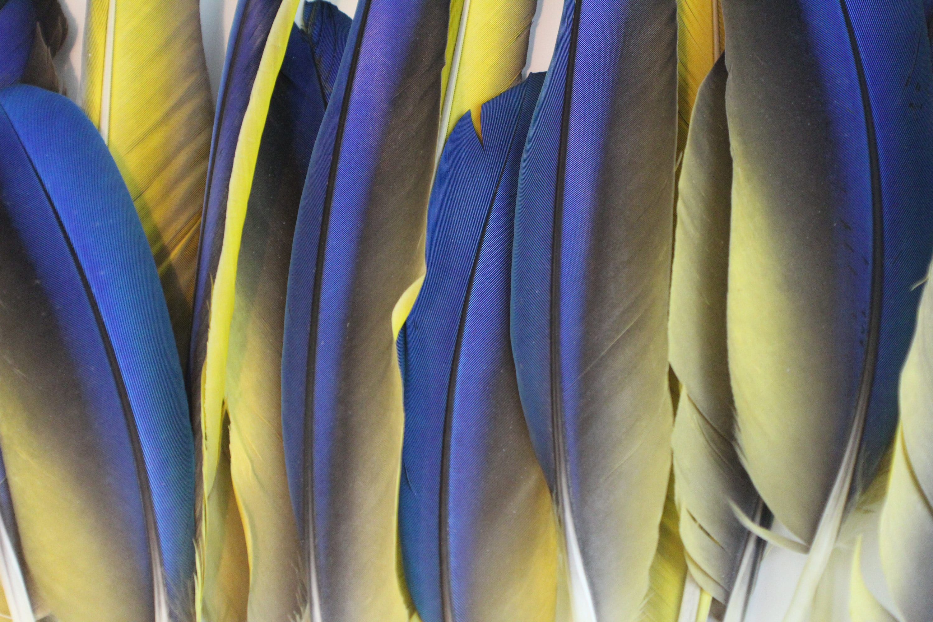 8-12 Inch Flight Feathers Genuine Blue and Gold Macaw - Etsy