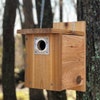 Hanging Carolina Wren Open Cavity Nest Box - Etsy