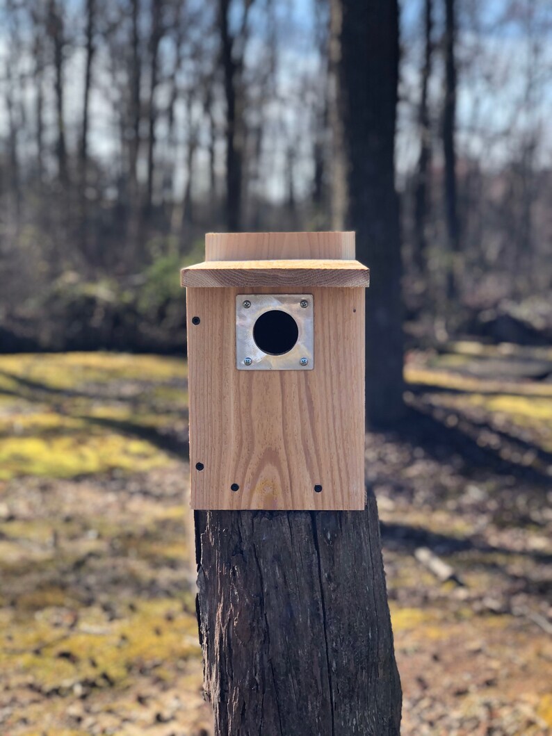 Flycatcher Nest Box - Etsy