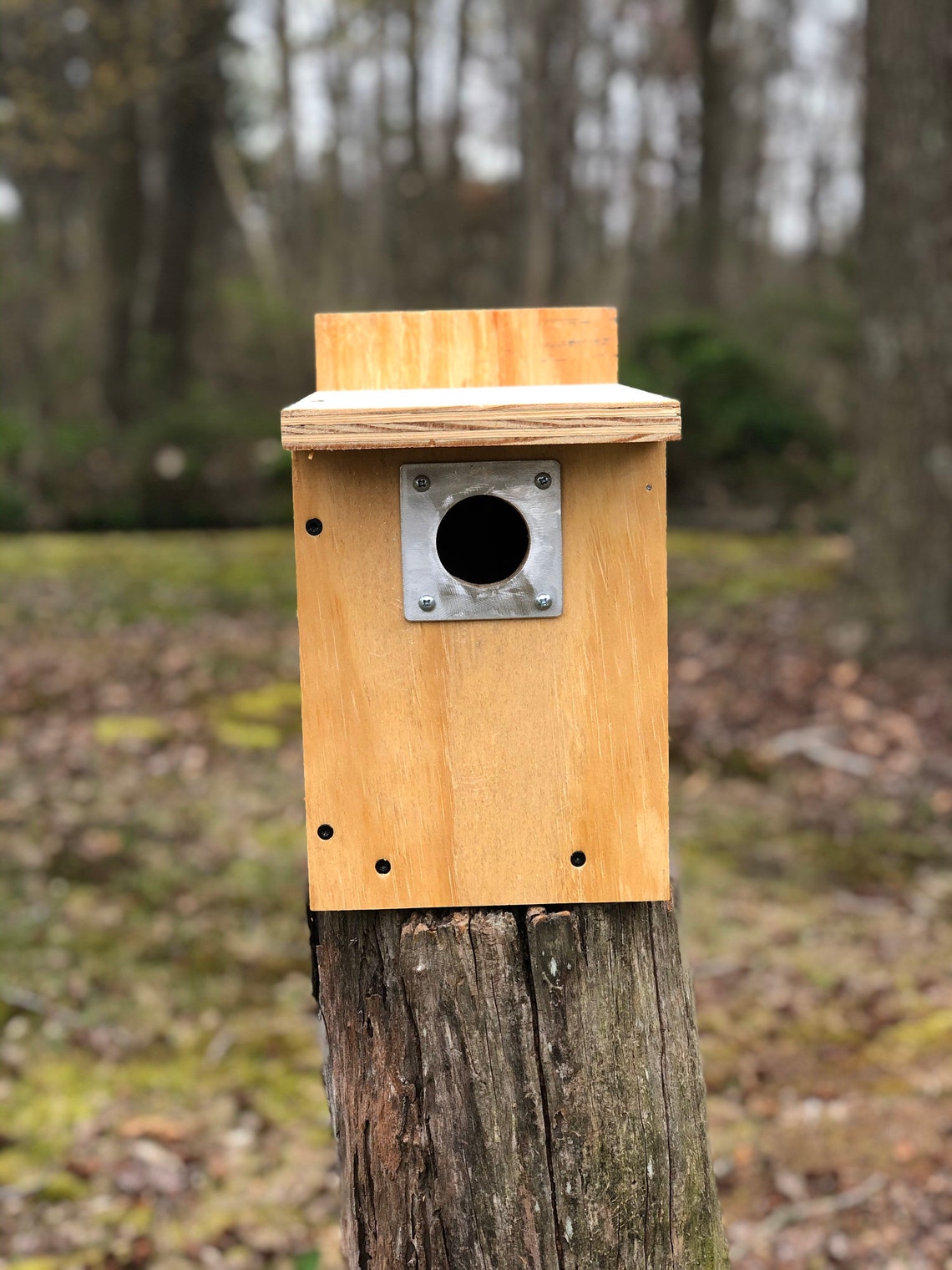 Flycatcher Nest Box | Etsy