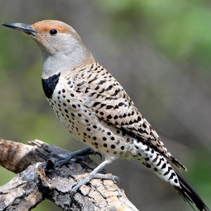 Northern Flicker Nest Box - Etsy