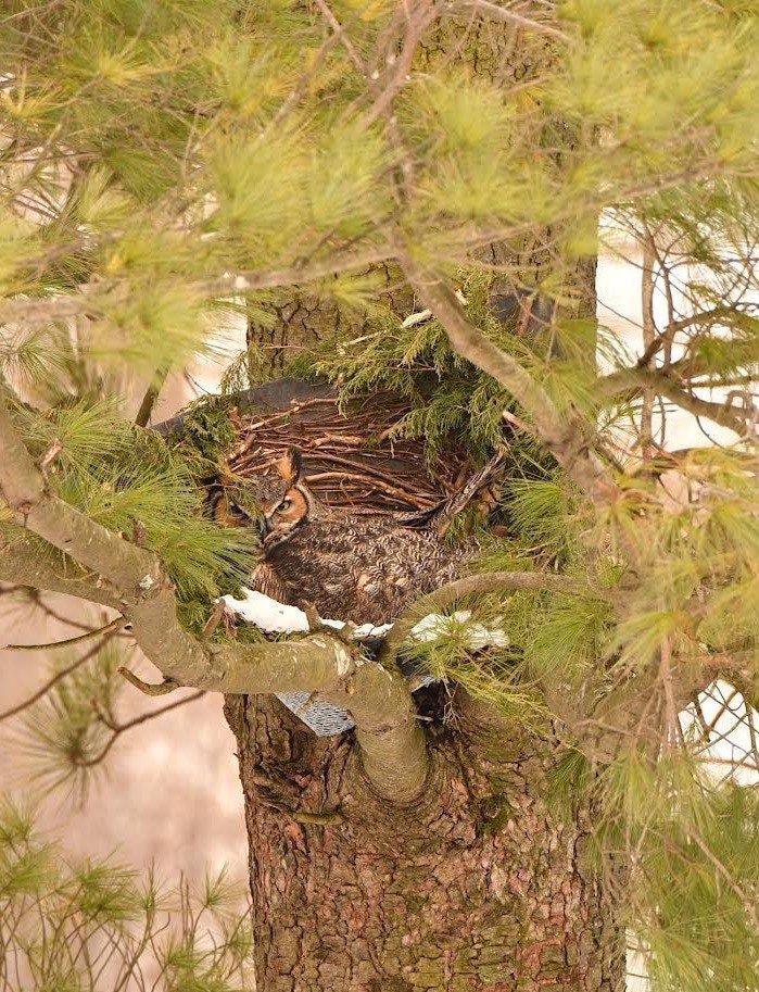 Handcrafted Owl Nest Cone – Great Horned & Gray Owls, Open Cavity - Etsy