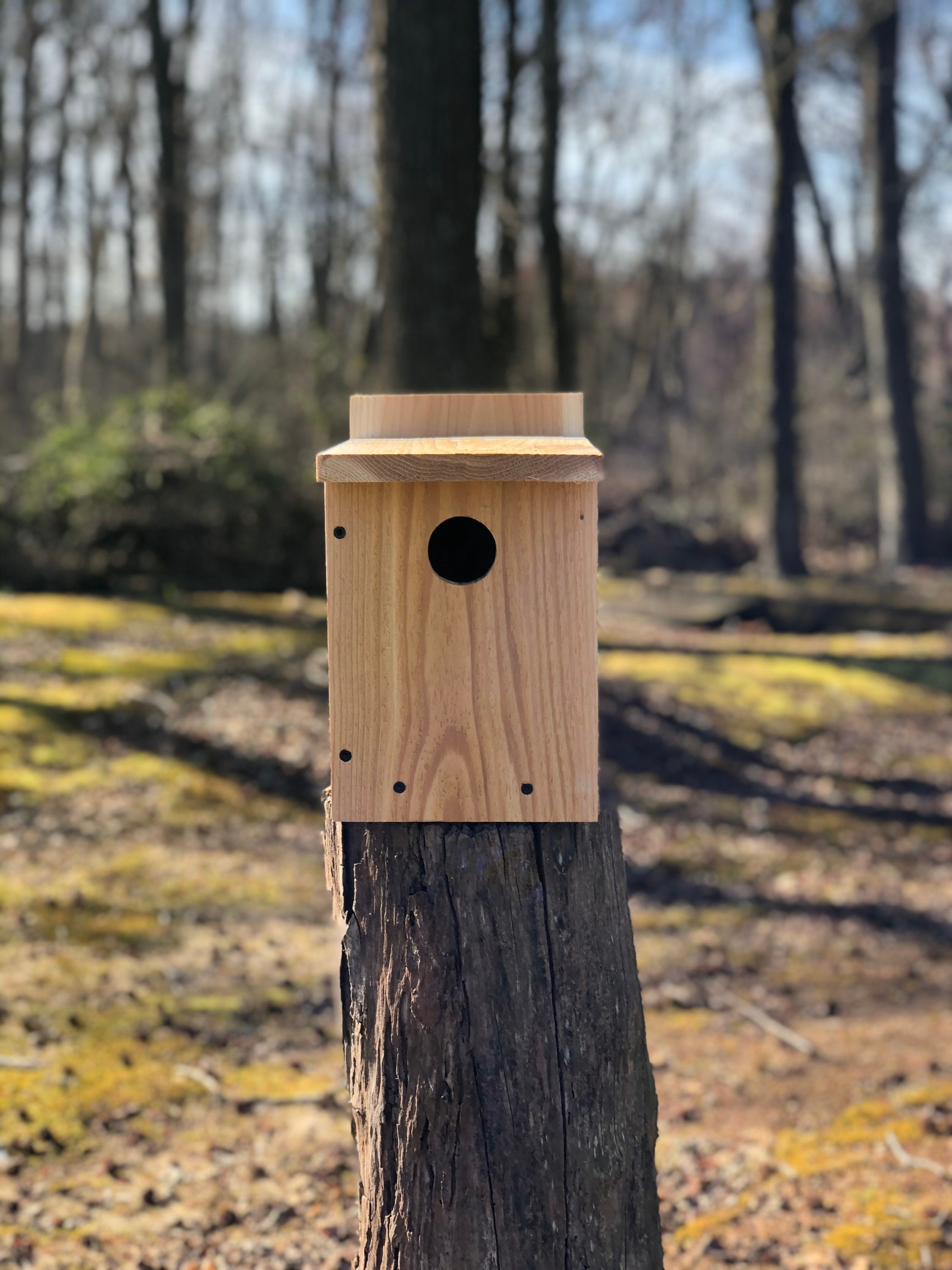 Flycatcher Nest Box | Etsy