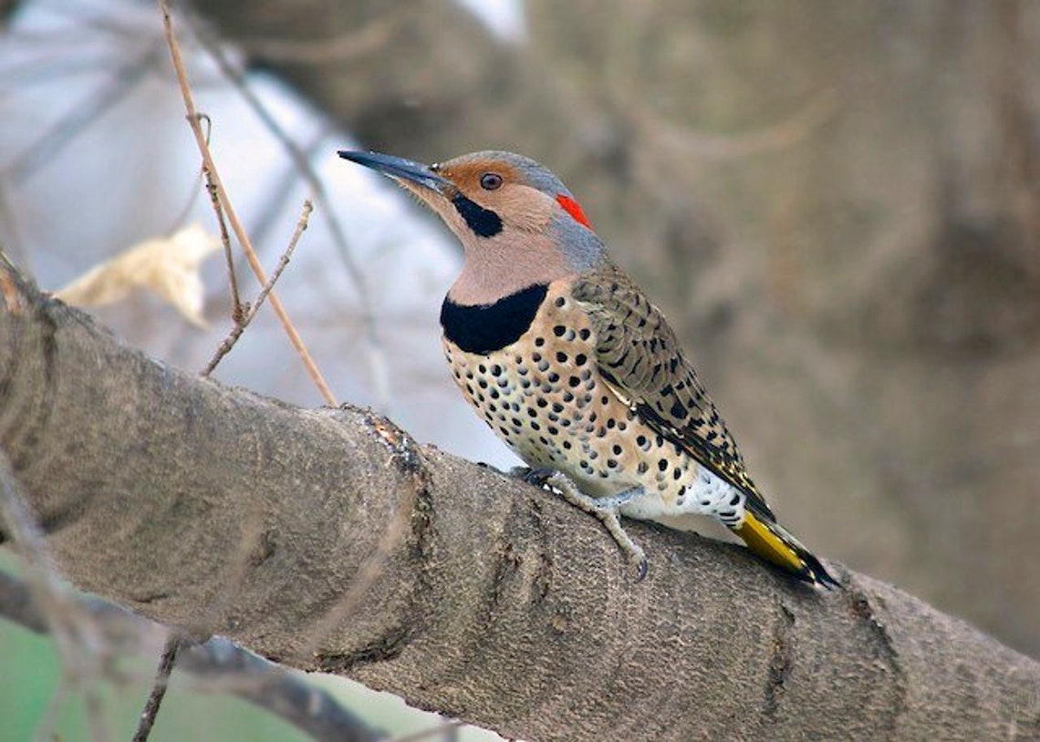 Northern Flicker Nest Box | Etsy