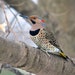 Northern Flicker Nest Box - Etsy
