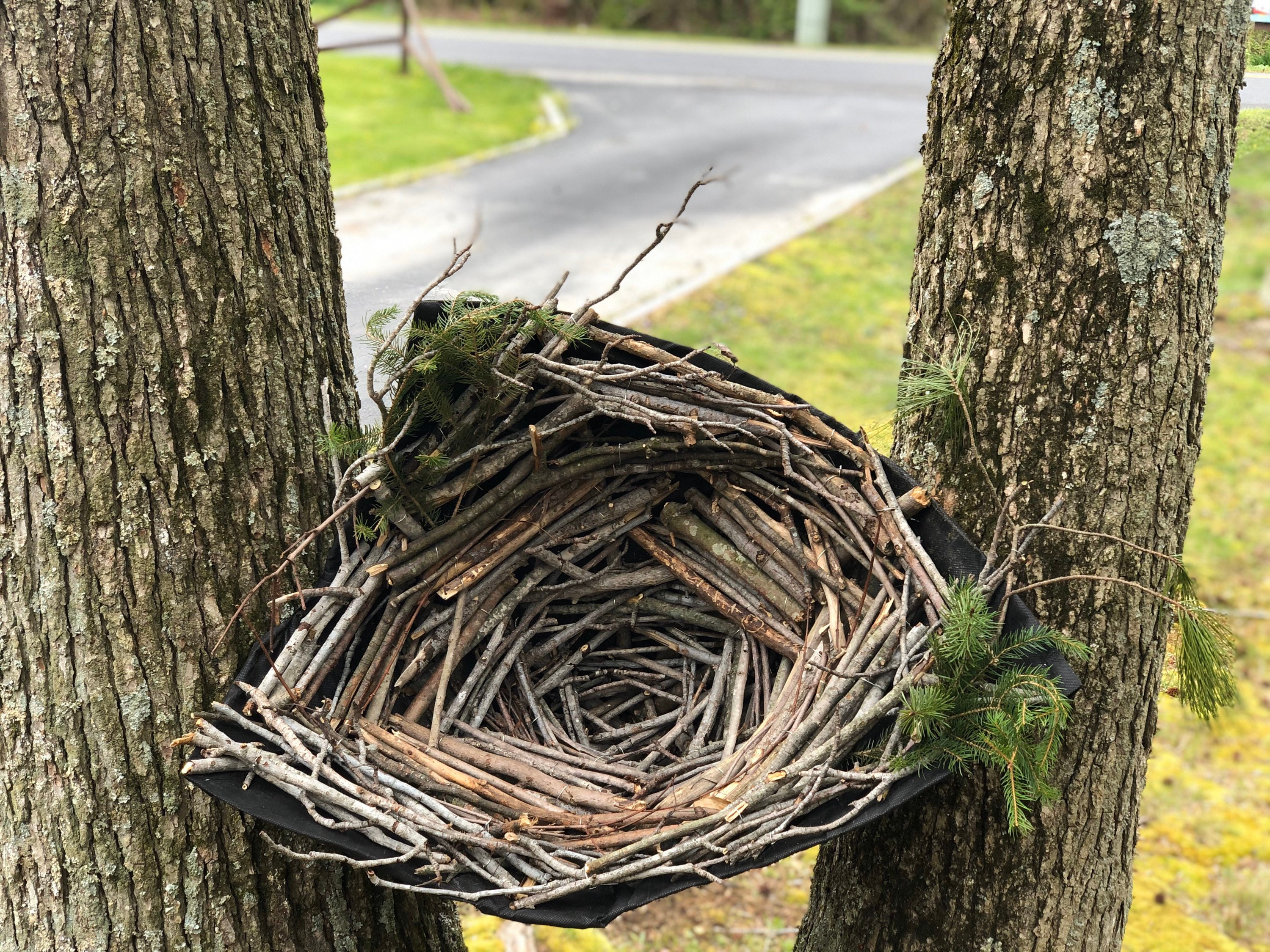 Great Horned Owl & Great Gray Owl Open Cavity Nest Cone | Etsy