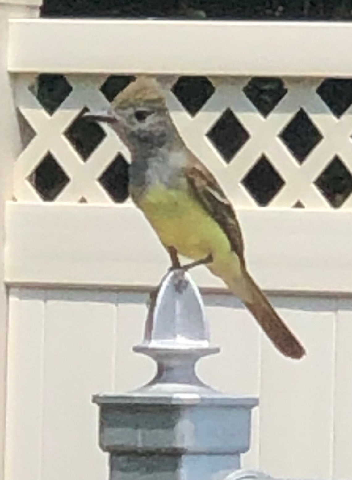 Flycatcher Nest Box | Etsy