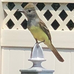 Flycatcher Nest Box - Etsy