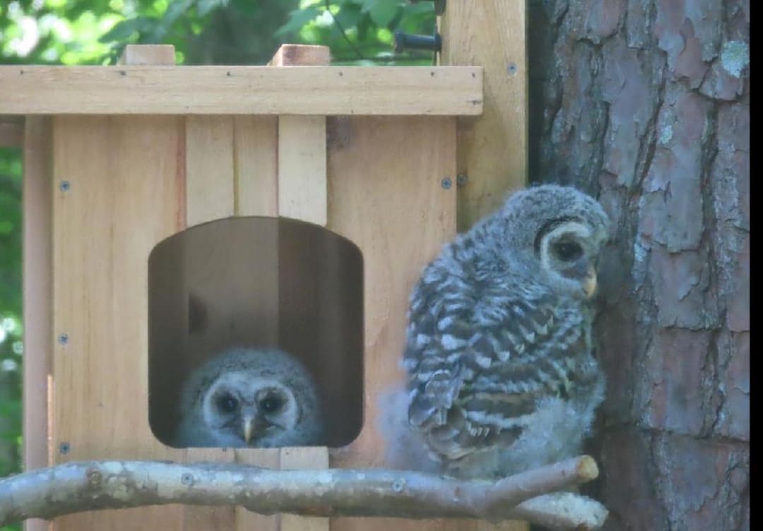 Barred Owl Nest Box Kit- Ready to Assemble - Etsy