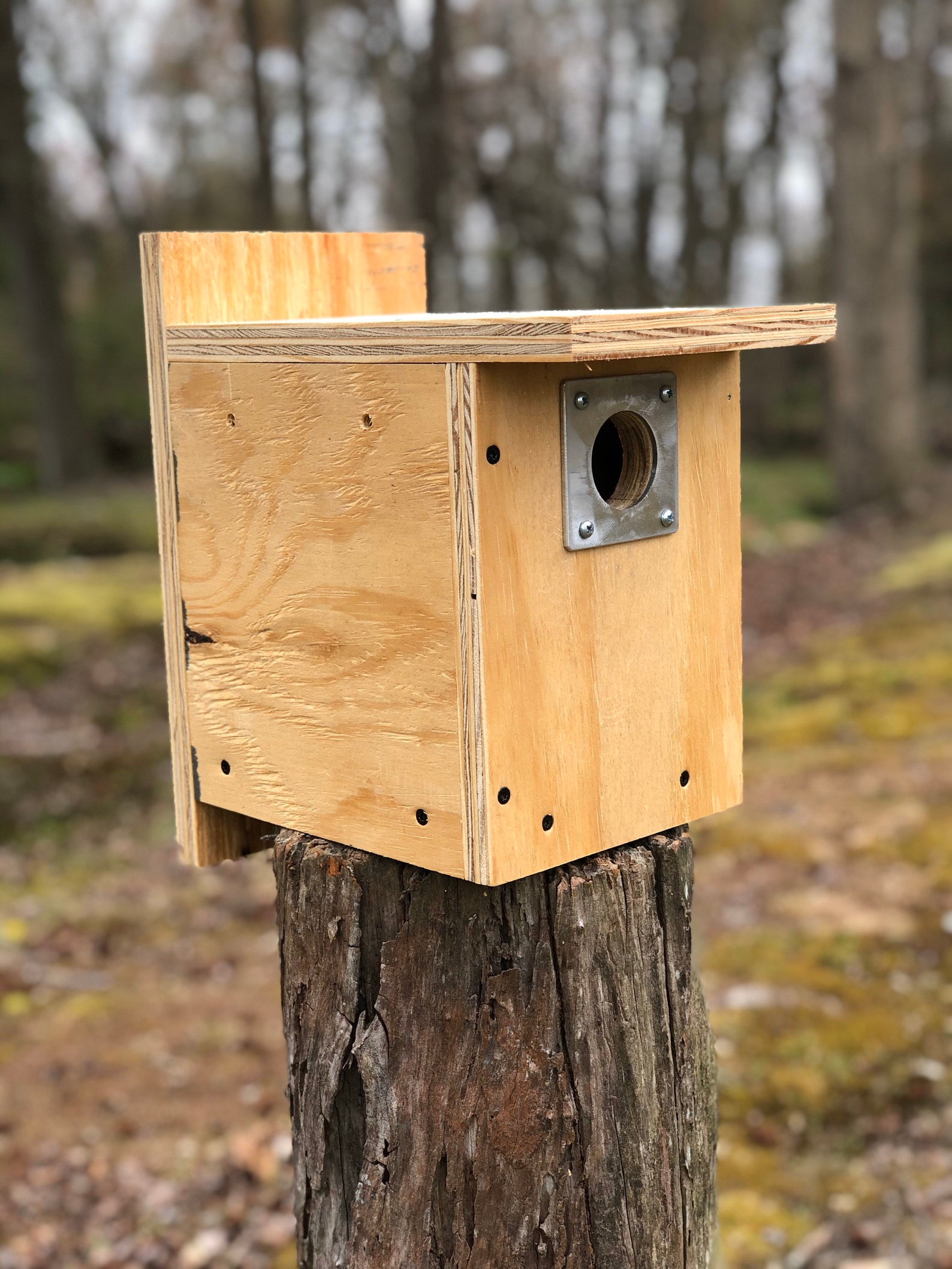 Flycatcher Nest Box - Etsy
