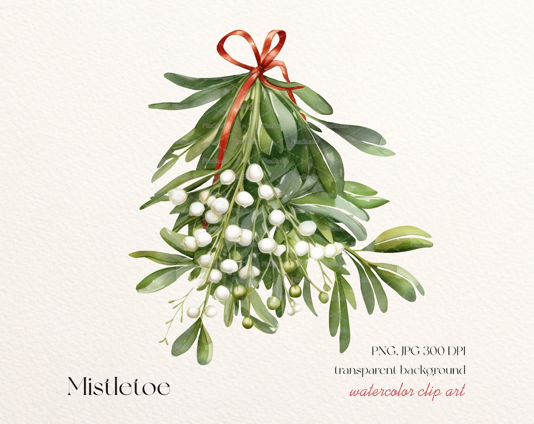 Christmas Mistletoe Watercolor PNG Tradition Clipart Winter Greenery - Etsy