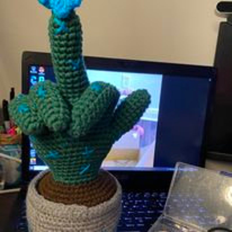 Middle Finger Cactus - Etsy