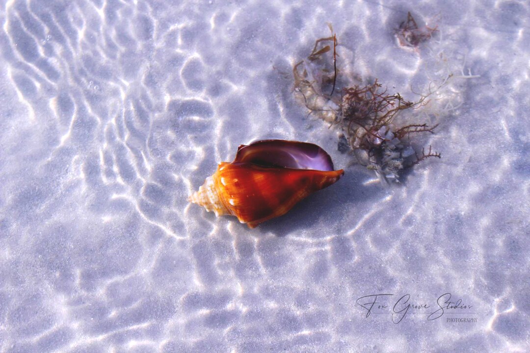 Sanibel Island Beach Photography | Conch Shell | Canvas Print | Photo ...