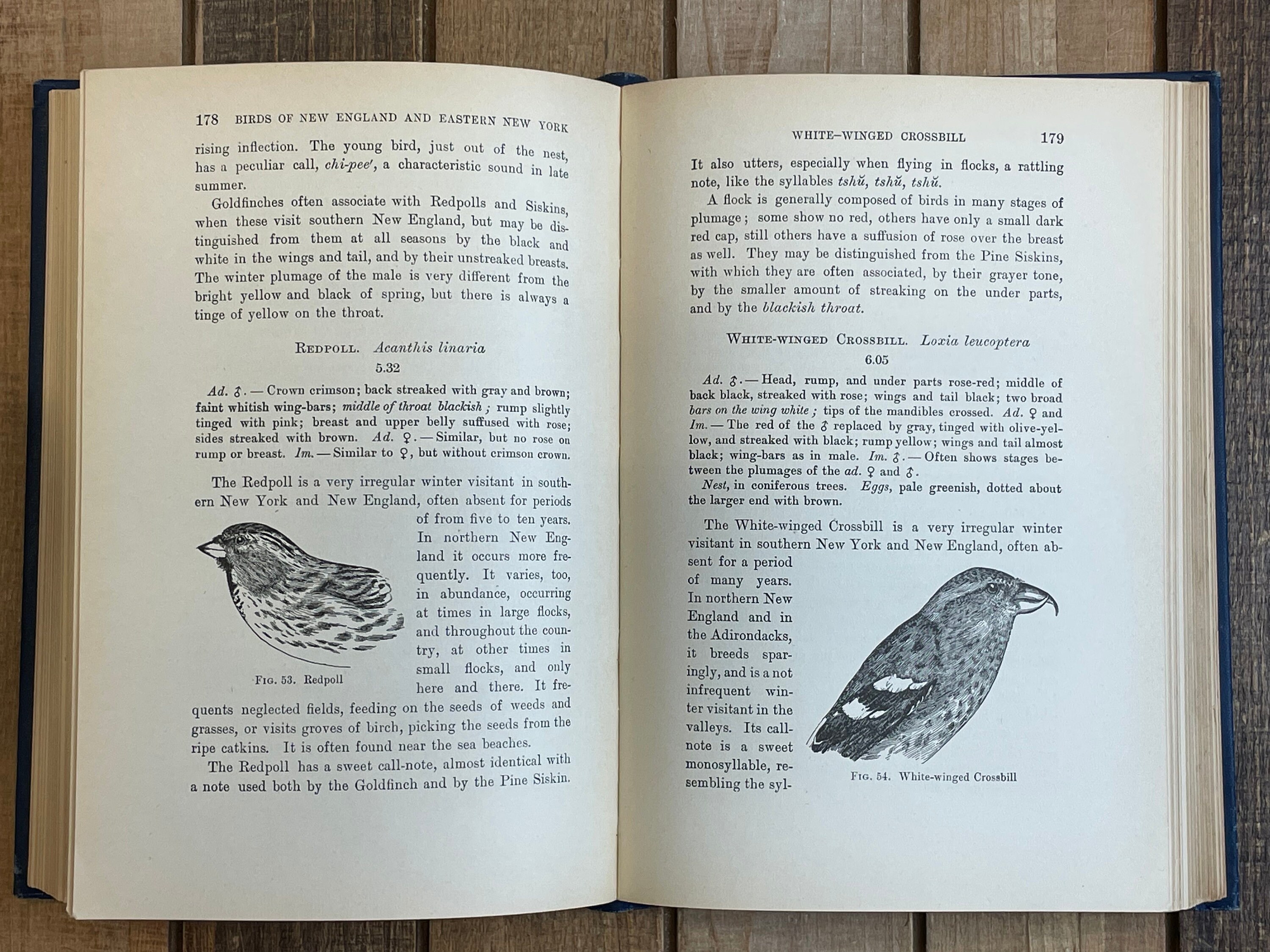 1904 Vintage Bird Book A Guide to the Birds of New England and Eastern ...