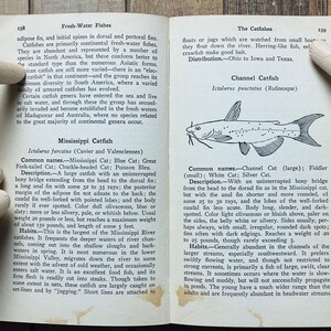 Vintage Bass Fishing Fresh Water Fish Book Illustrated 1938 Field Book ...