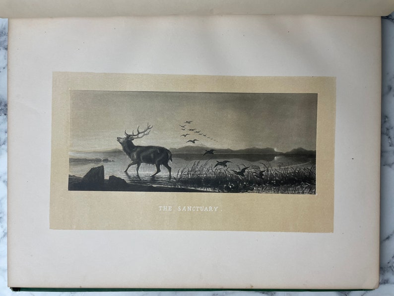 Vintage Deer Book Engravings From Landseer A Sketch of the Life and ...