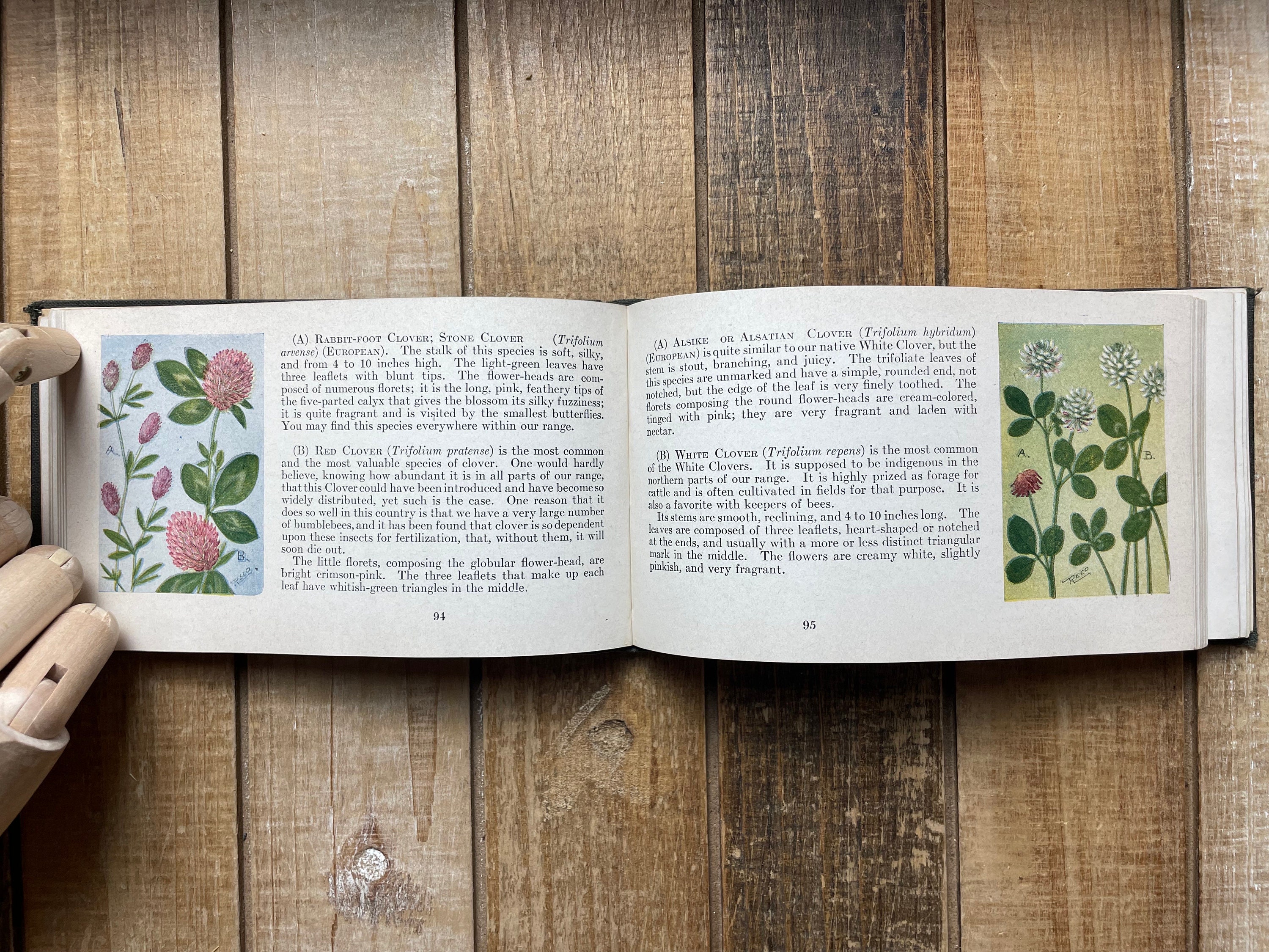 Vintage Illustrated Wild Flower Guide 1927 Flower Guide East of the ...