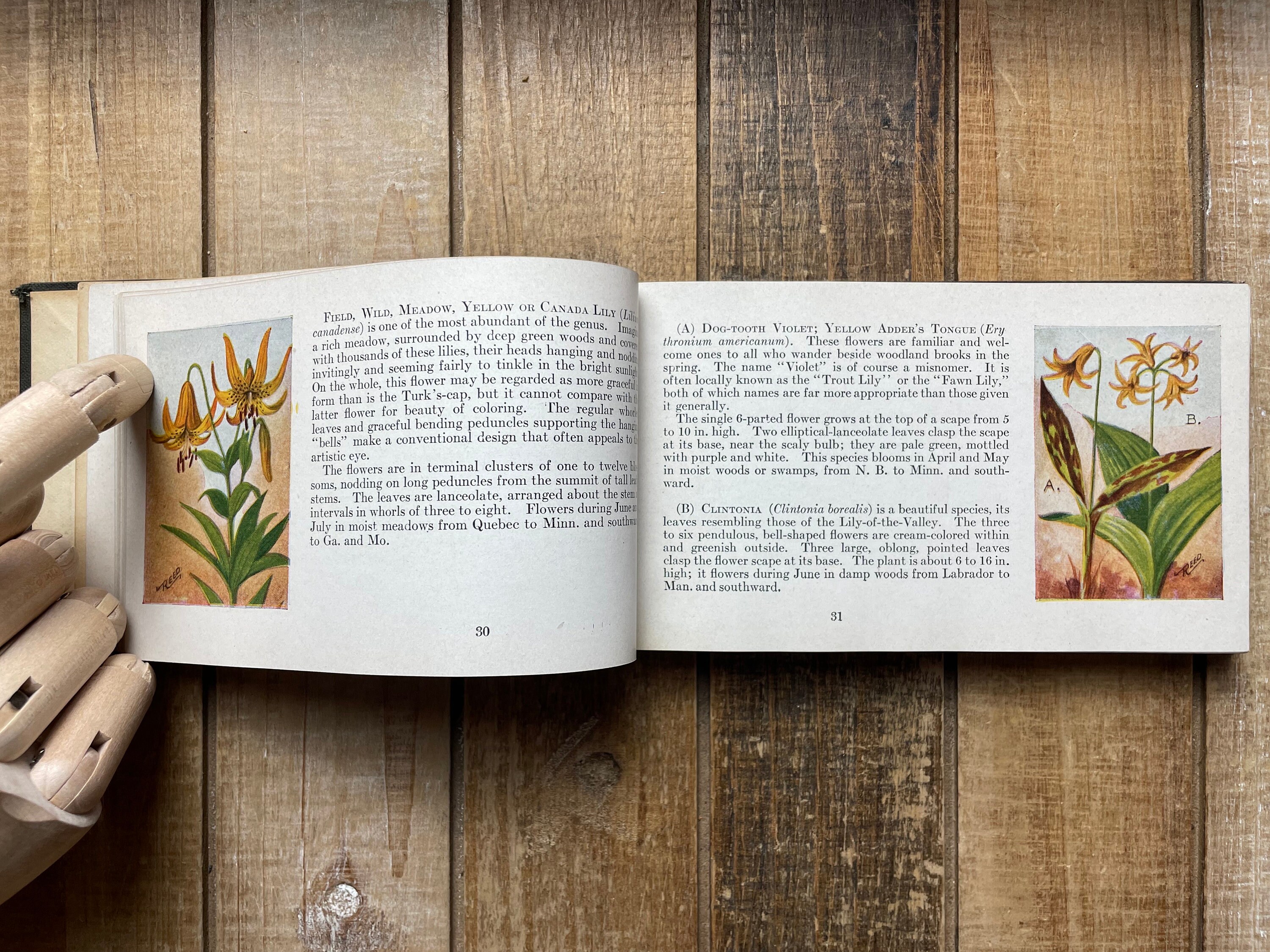 Vintage Illustrated Wild Flower Guide 1927 Flower Guide East of the ...