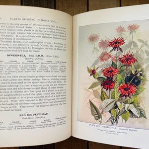 Vintage Botany Book 1899 A Guide to the Wild Flowers Spring Summer ...