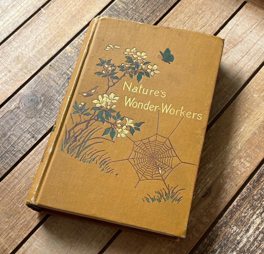 1890 Vintage Insect Book Antique Entomology Insect Illustrations Nature ...