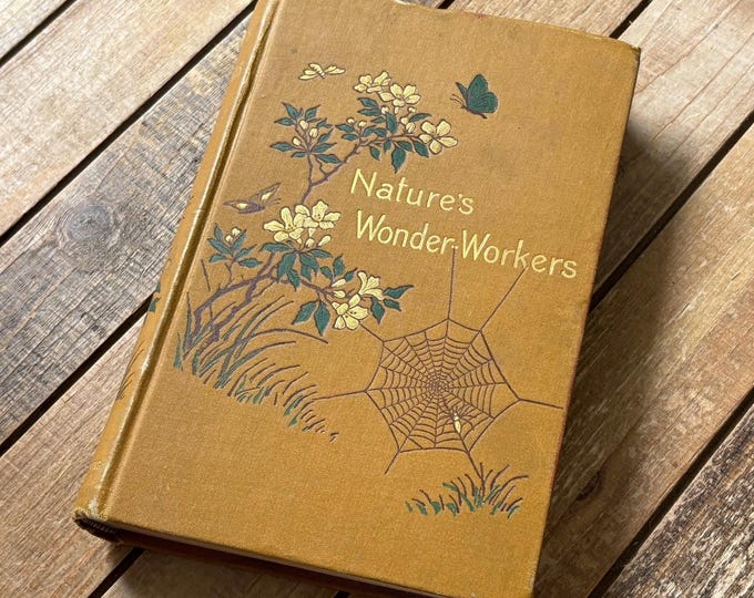 1890 Vintage Insect Book Antique Entomology Insect Illustrations Nature ...