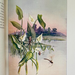 Vintage Botany Book 1899 A Guide to the Wild Flowers Spring Summer ...